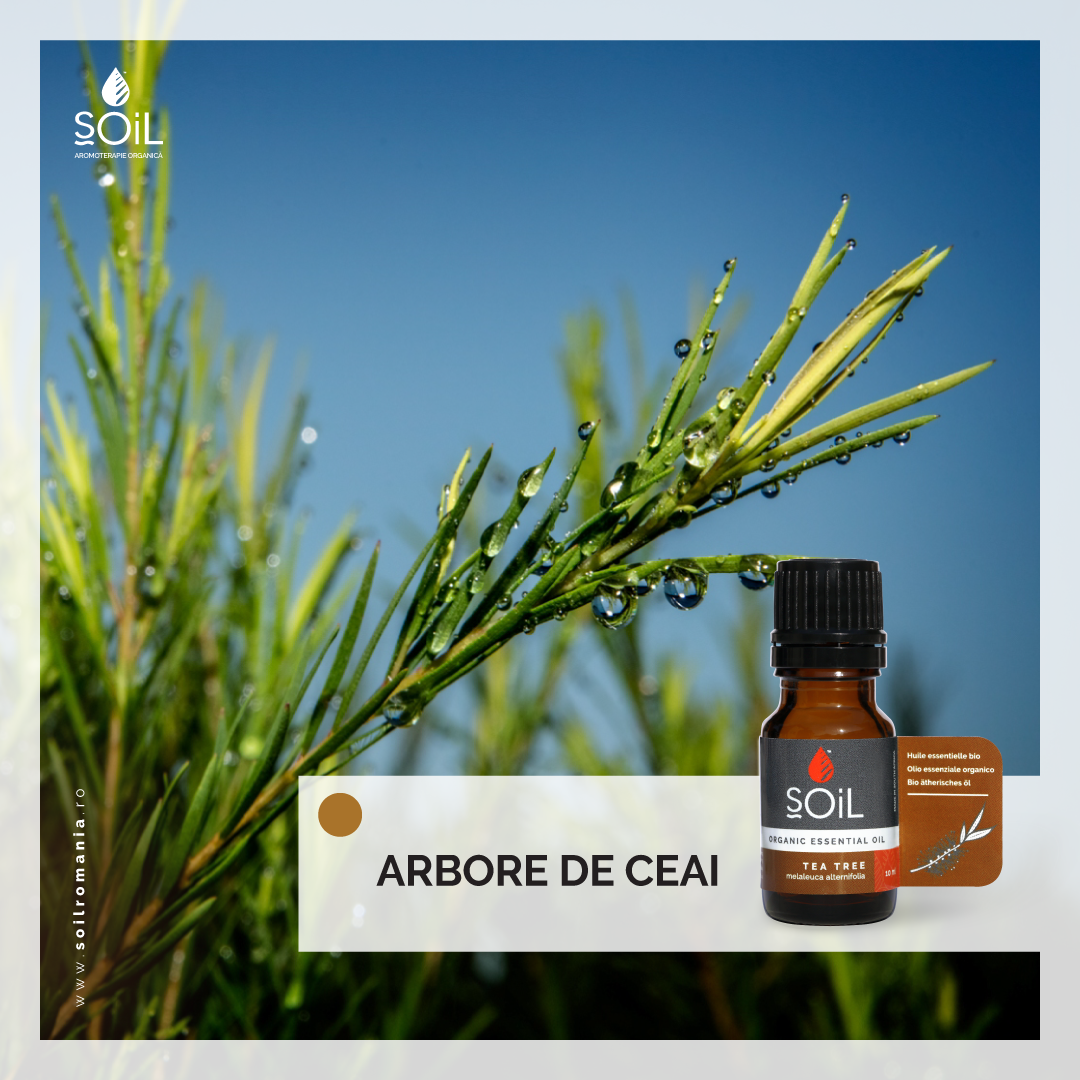 Ulei esențial de arbore de ceai | Soilromania.ro
